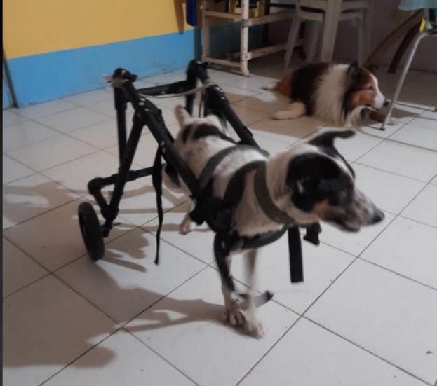 Noah’s Ark Animal Rescue And Shelter - Gallery | Shore360, Inc.