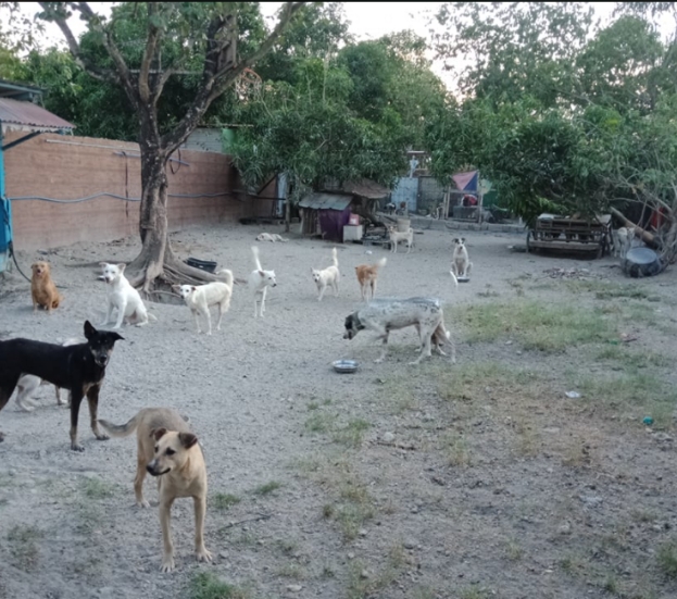 Noah’s Ark Animal Rescue And Shelter - Gallery | Shore360, Inc.