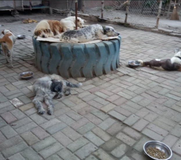 Noah’s Ark Animal Rescue And Shelter - Gallery | Shore360, Inc.